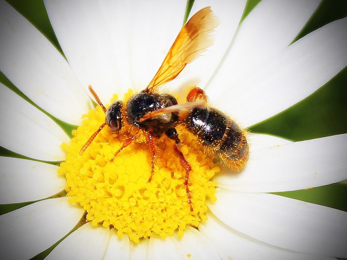 Where Are All The Honey Bees Going? – The Graceful Soul